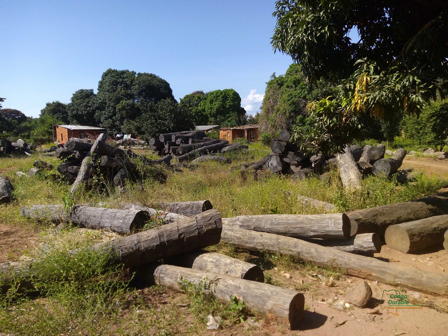 Haut-Katanga : les forêts communautaires pour sauver le bois rouge de l ...